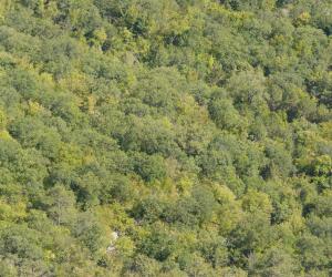 forest textures - Texturelib